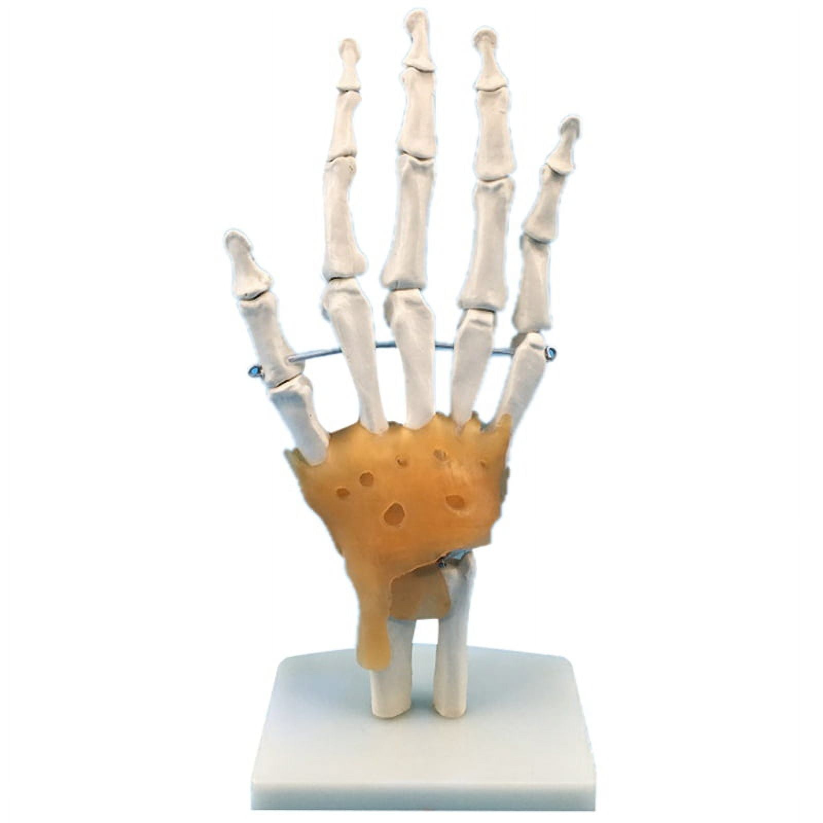 Human Hand Joint Model with Ligaments, Flexible 1:1 Scientific Life ...