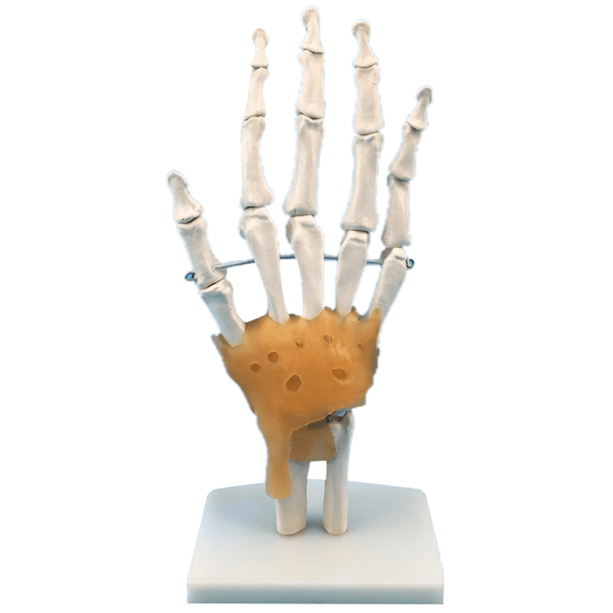 Human Hand Joint Model with Ligaments, Flexible 1:1 Scientific Life ...