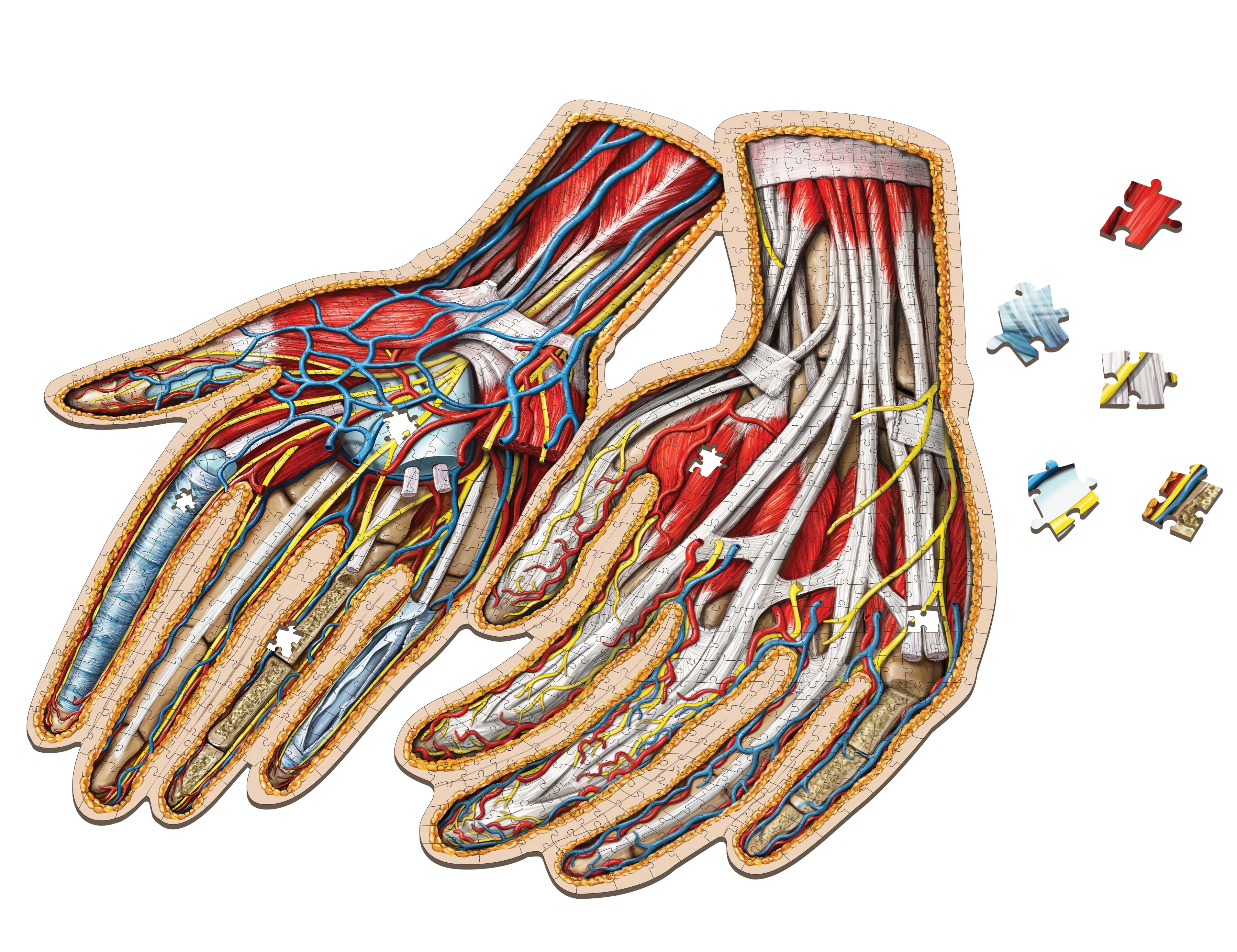 Human Hands Anatomy Jigsaw Puzzle | Dr. Livingston's Unique Shaped ...