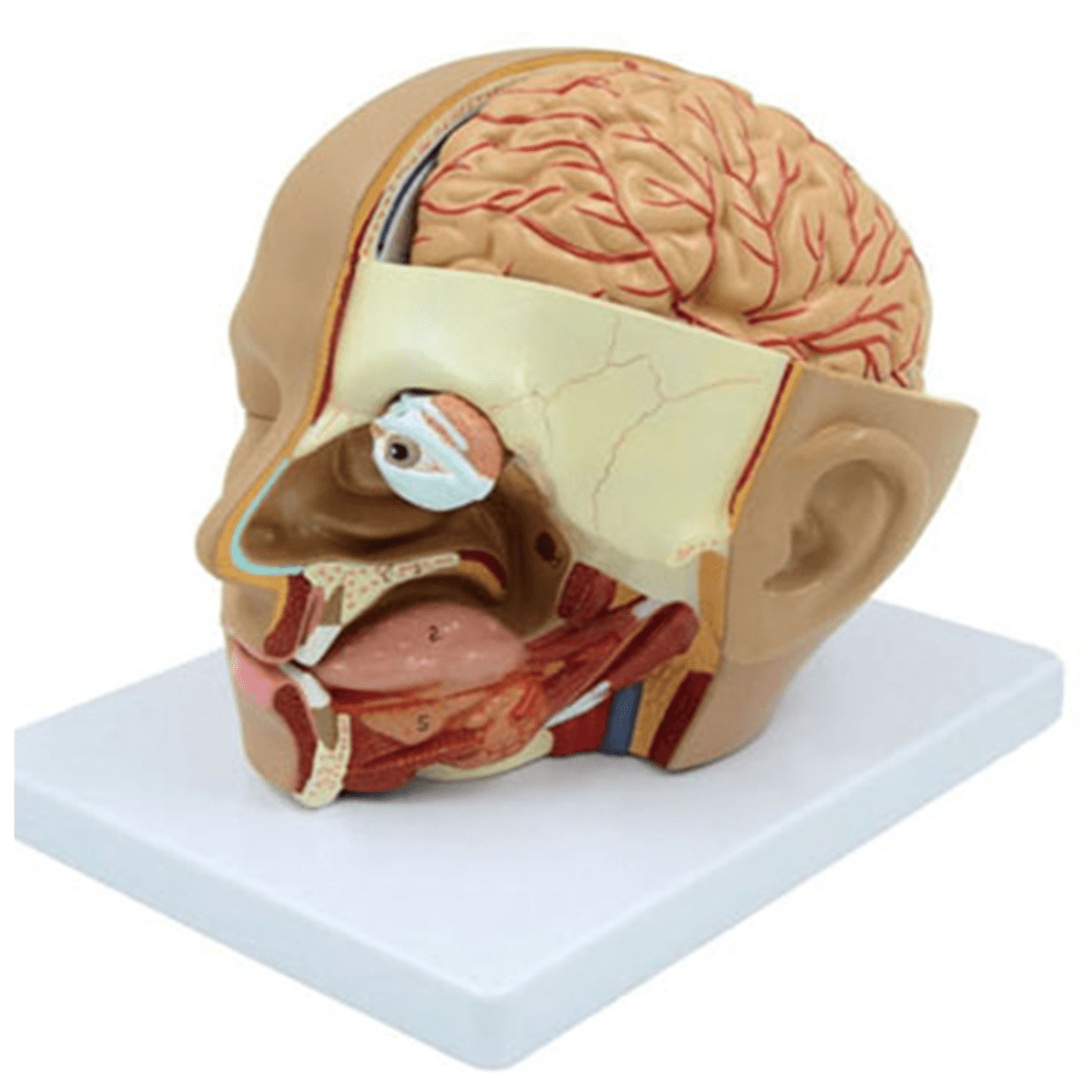 Human Head Anatomy Model Head Brain -Section Anatomy for Science ...