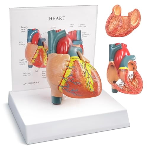 Human Heart Anatomical Model, Life Size 2 Parts Human Heart Model Shows ...