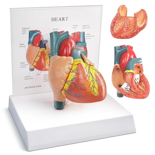 Human Heart Anatomical Model, Life Size 2 Parts Human Heart Model Shows ...