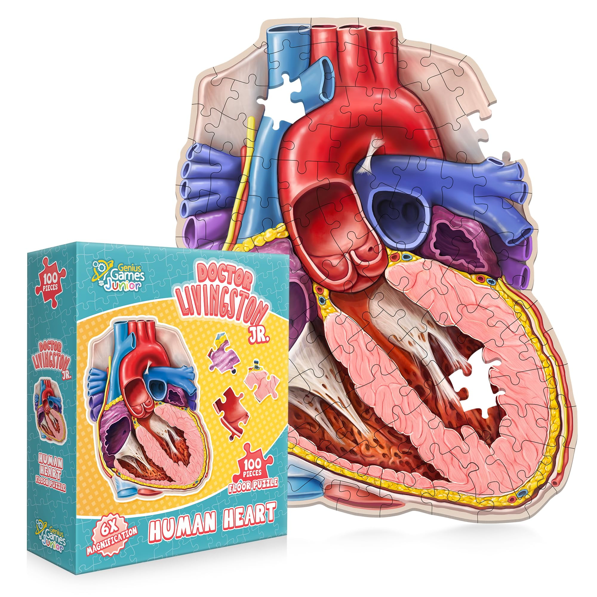 Human Heart Anatomy Floor AIF9 Puzzle - Genius Games Livingston Jr ...