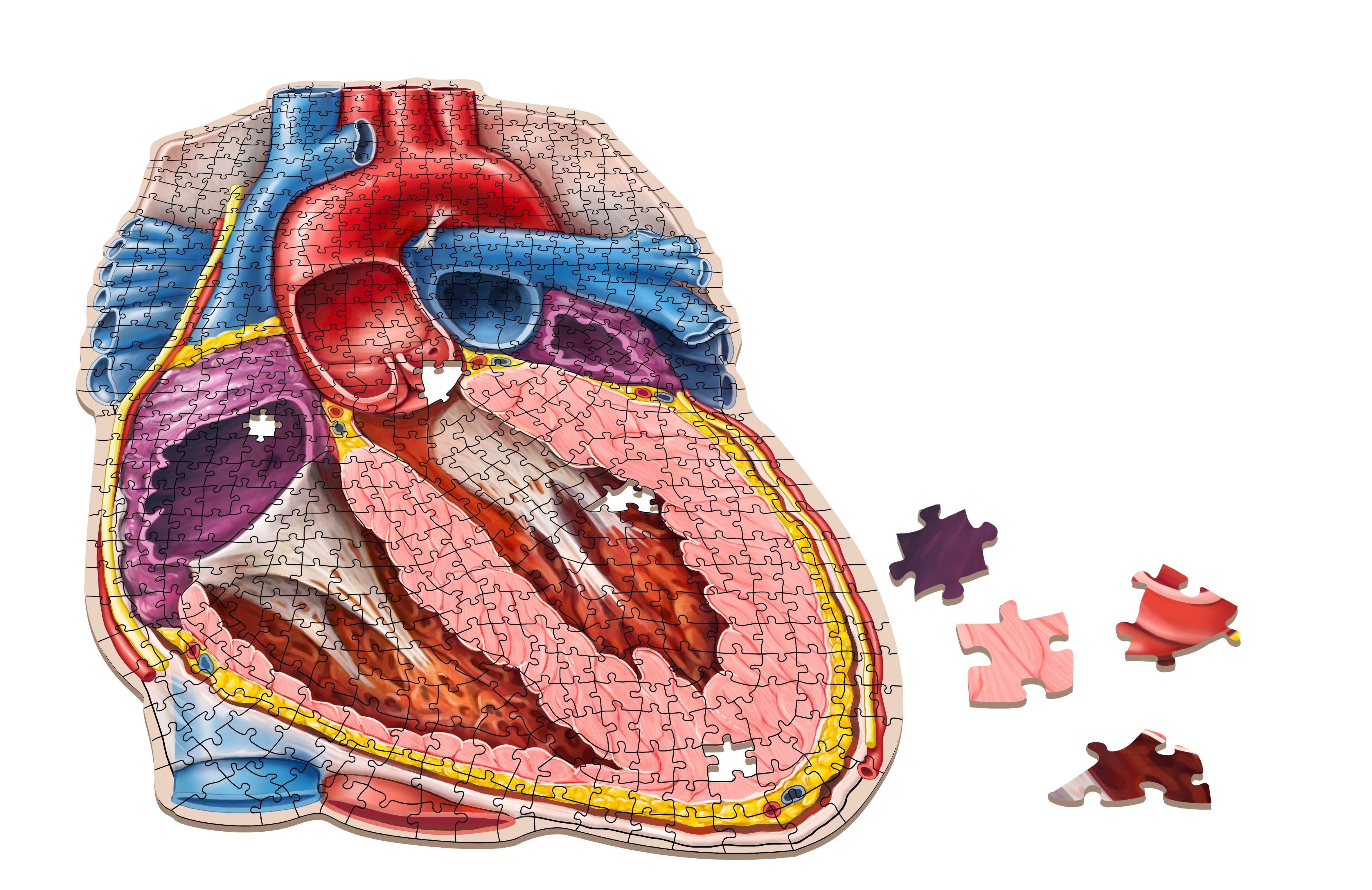 Human Heart Anatomy Jigsaw Puzzle | Dr. Livingston's Unique Shaped ...