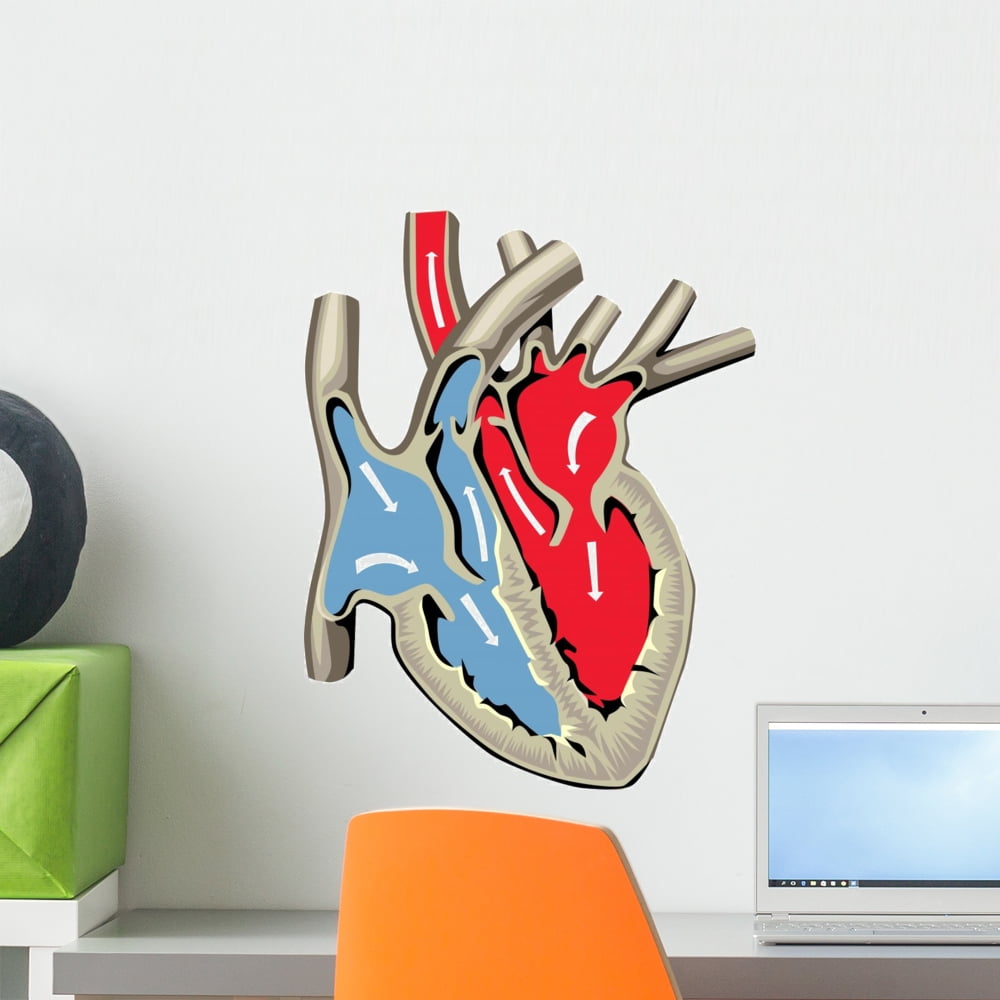 Human Heart Anatomy Wall Mural by Wallmonkeys Peel and Stick Graphic ...