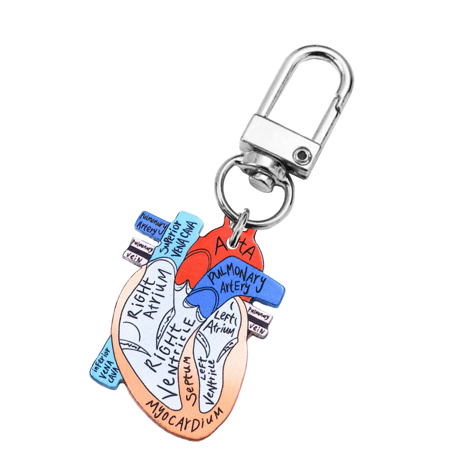 Human Heart Diagram Keychain Detailed Heart Keychain Accessory for ...