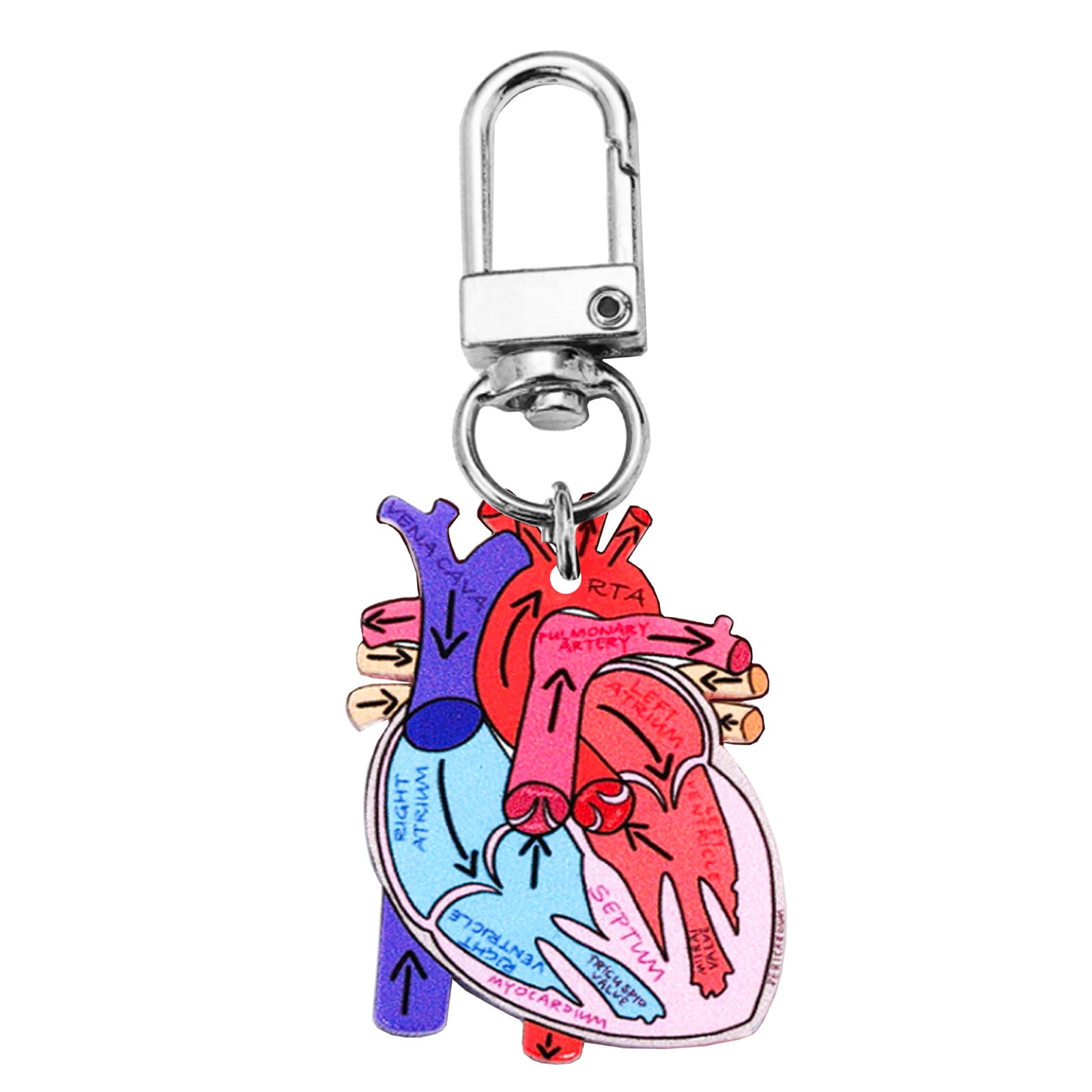 Human Heart Diagram Keychain Detailed Heart Keychain Accessory for ...