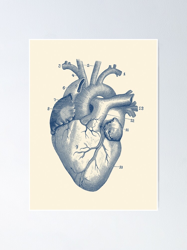 Human Heart Diagram - Vintage Anatomy Canvas Poster Decor Landscape ...