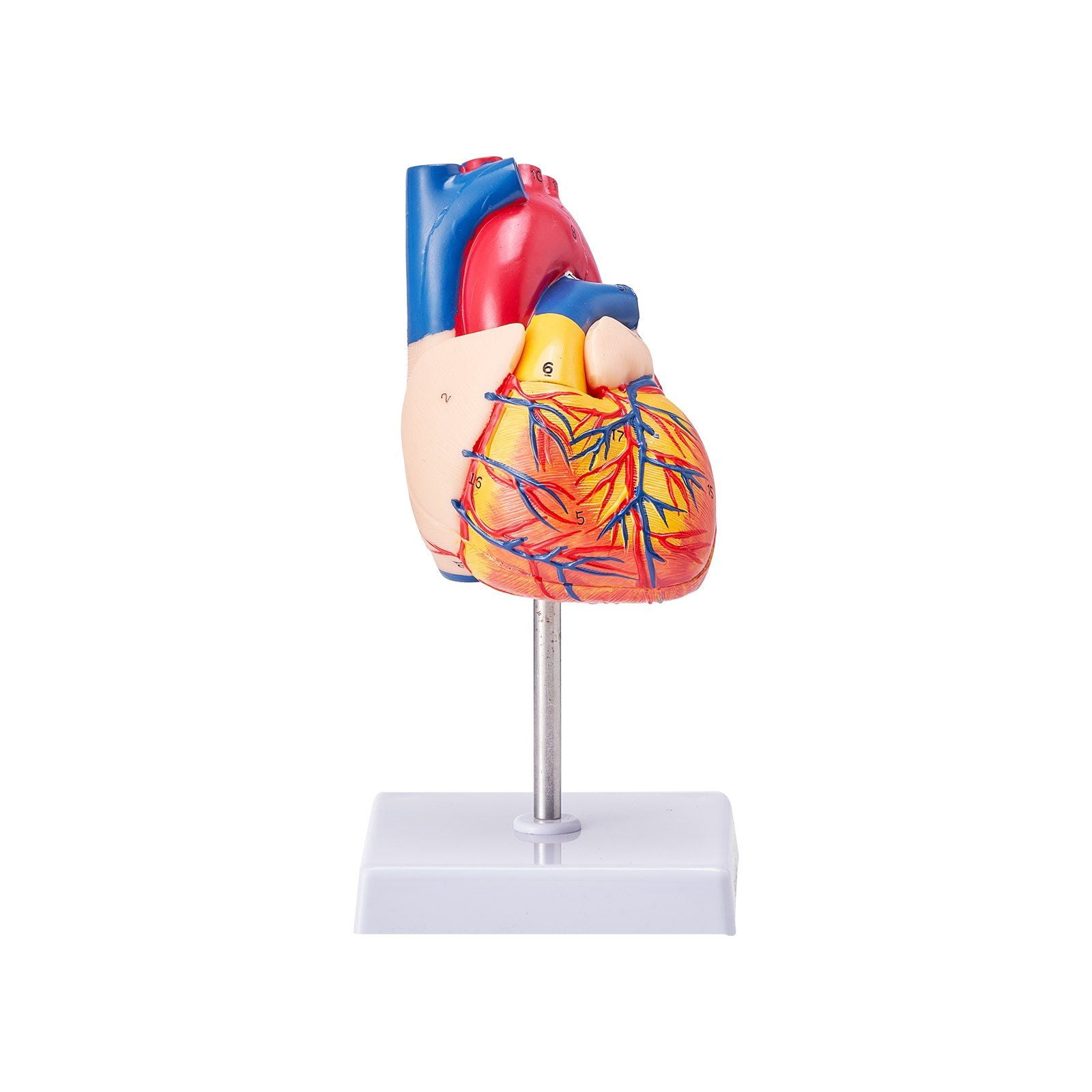 Human Heart Model, 2-Part 1:1 Life Size, Anatomically Accurate Numbered ...
