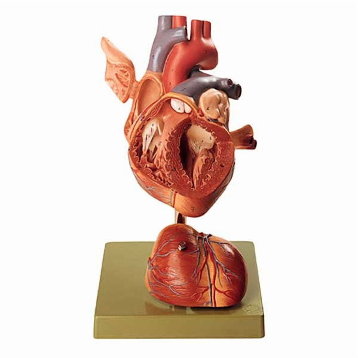 Human Heart Model 4-parts - Walmart.com