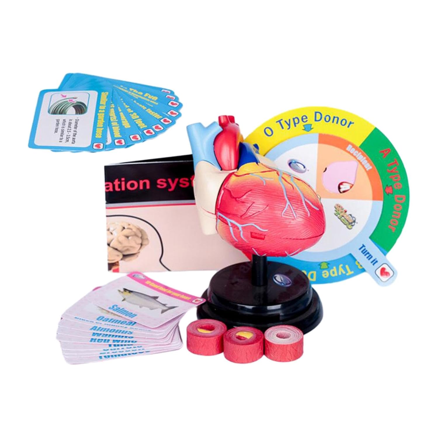 Human Heart Model Professional Structure Simulation Human Heart ...