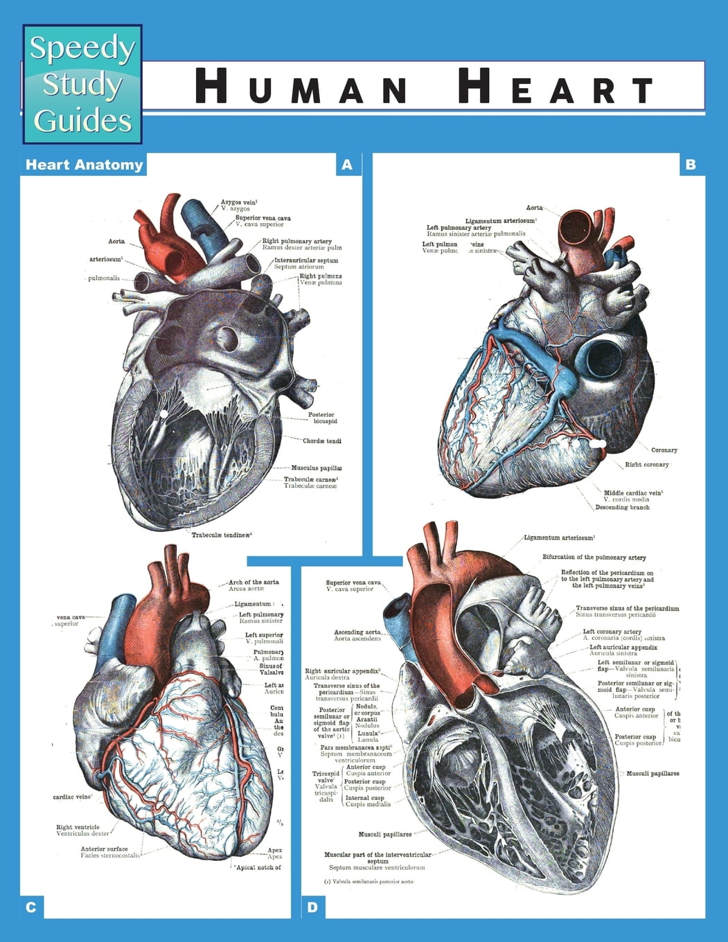 Human Heart (Speedy Study Guide) (Paperback) - Walmart.com