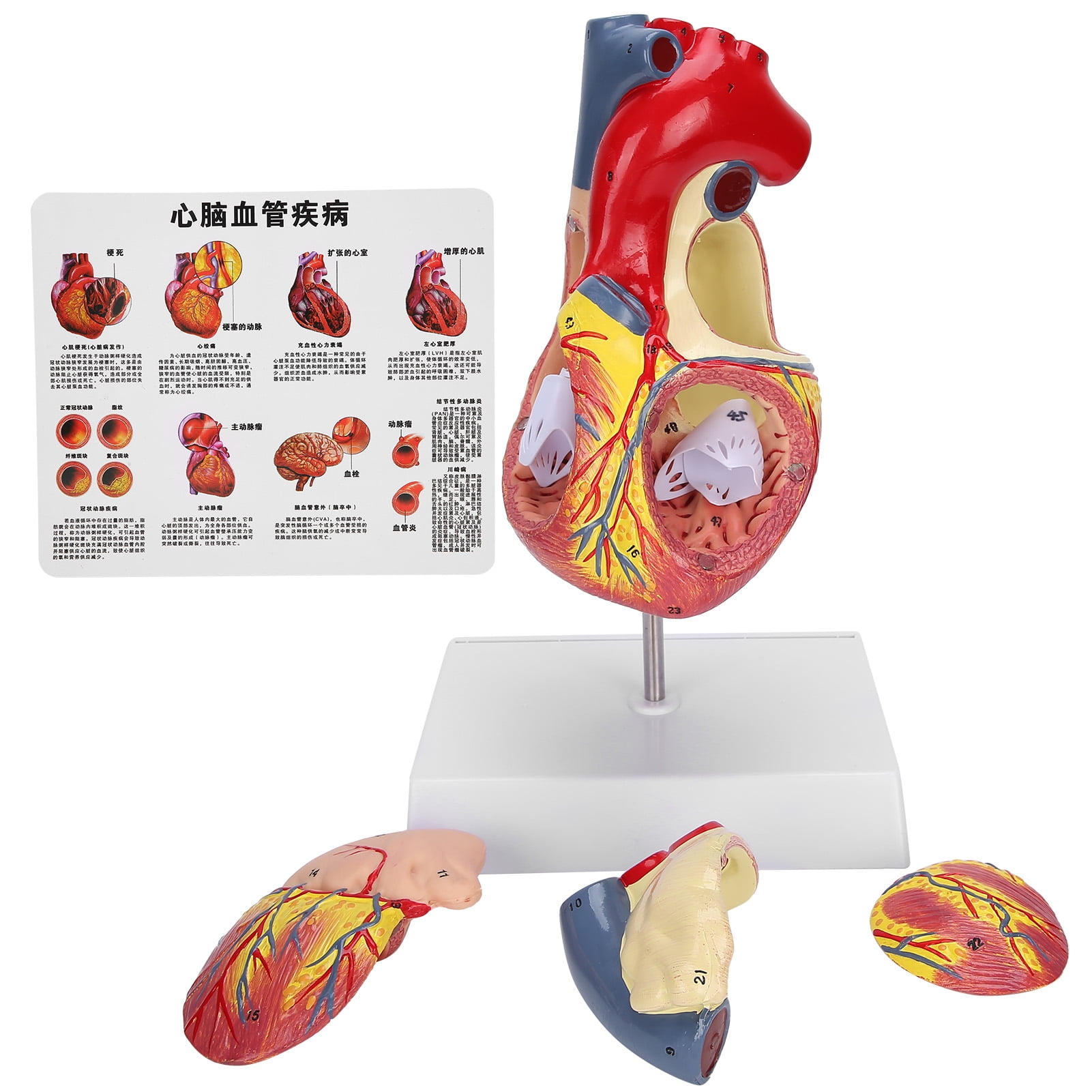 Human Heart Teaching Model 2X Life Size Simulation Organ Model ...