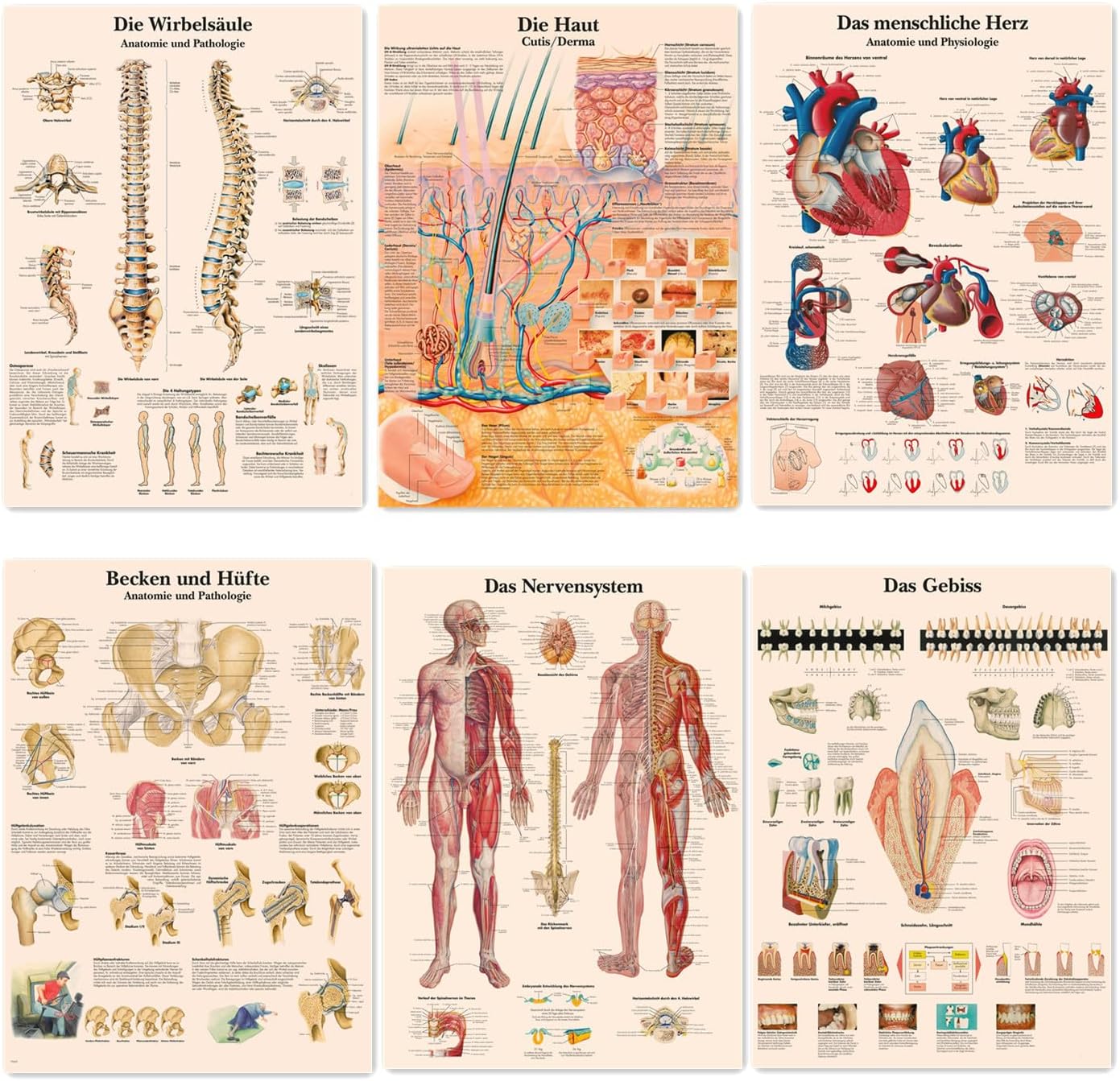 Human Heart, Teeth, Pelvis Hip, Nervous, Spinal Colimn, Skin German ...