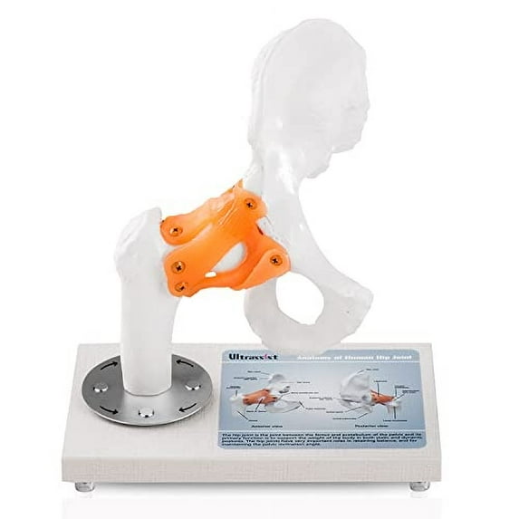 Human Hip Joint Model, Flexible 1:1 Anatomical Model Life Size with ...
