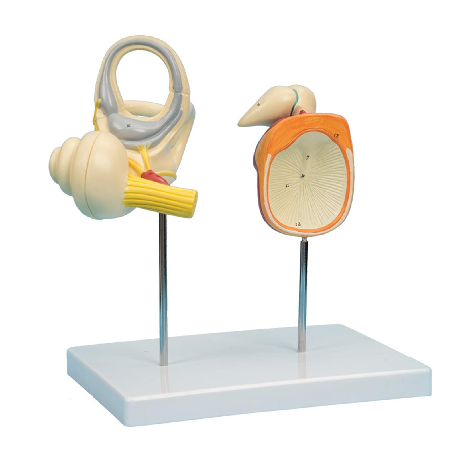 Human Inner Ear Model Human Ear Model Human Ear Anatomical Model Easy ...