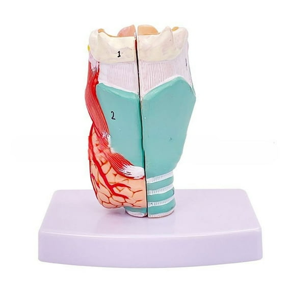 Human Larynx Anatomy Model, Life Size Anatomical Larynx Model ...