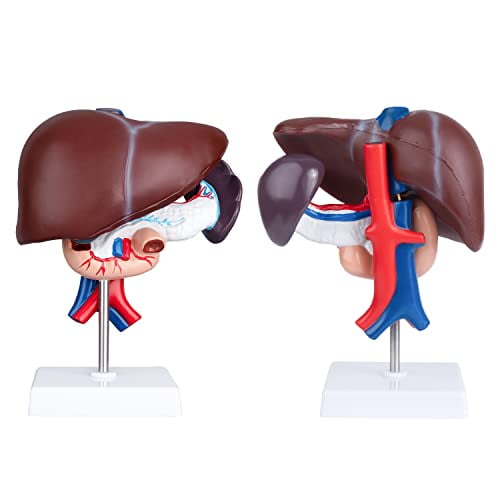 Human Liver Anatomical Model - Life Size Human Pancreas Pathology Model ...