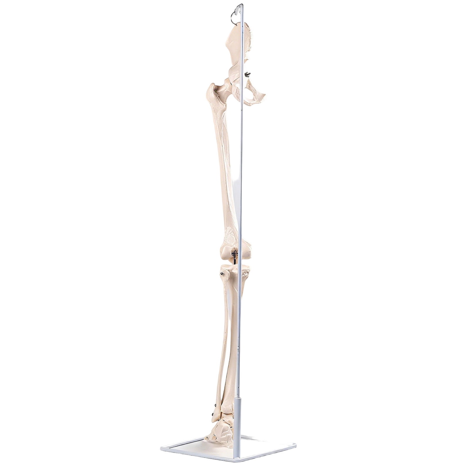 Human Lower Limb Skeletal Model PVC Lower Limb Bone Model with Hip and ...