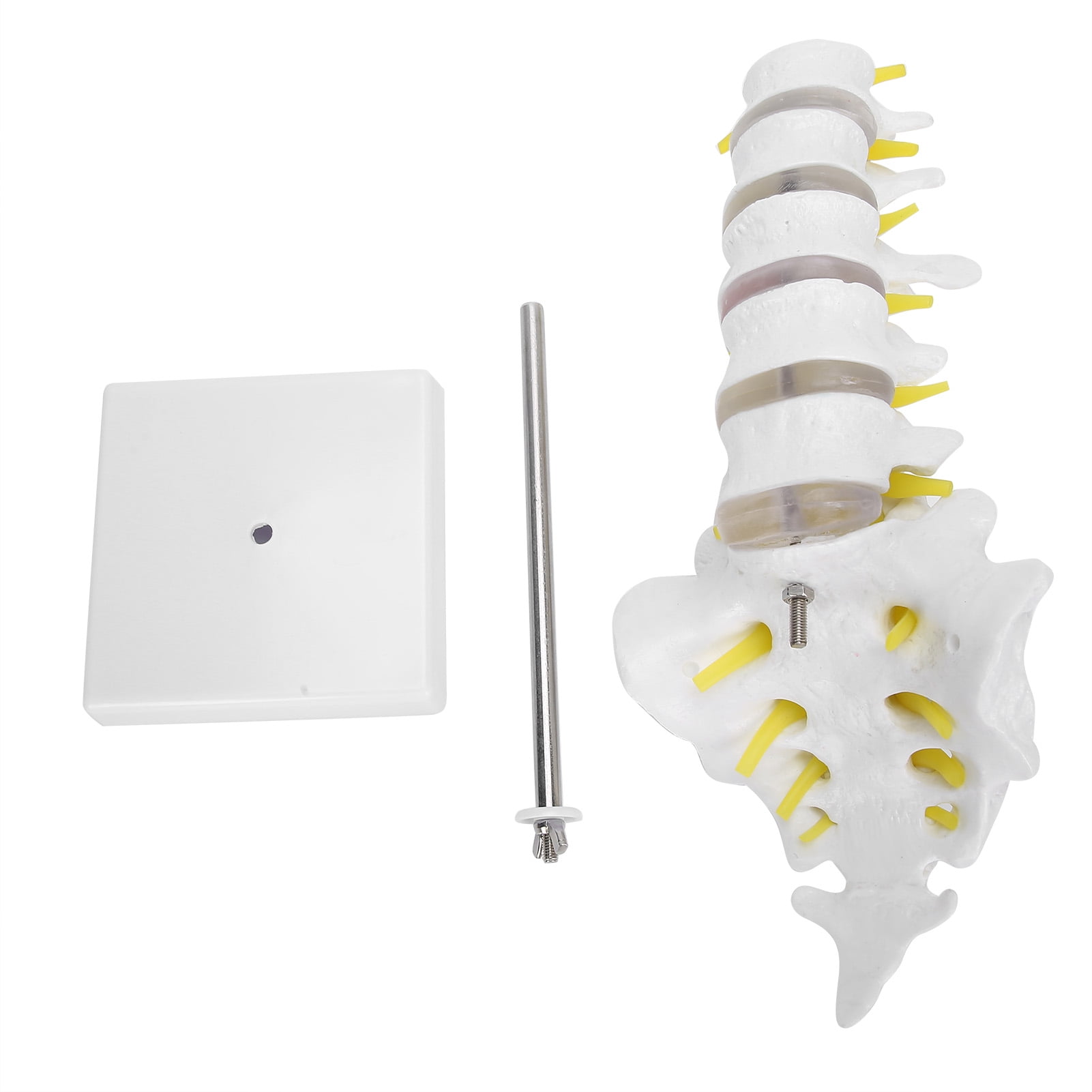 Human Lumbar Vertebral Model School Educational Teaching Model Tool ...