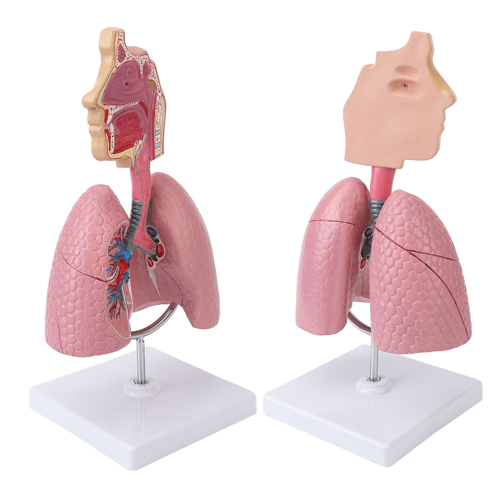 Human Lung Anatomical Display, Respiratory System Model with Removable ...