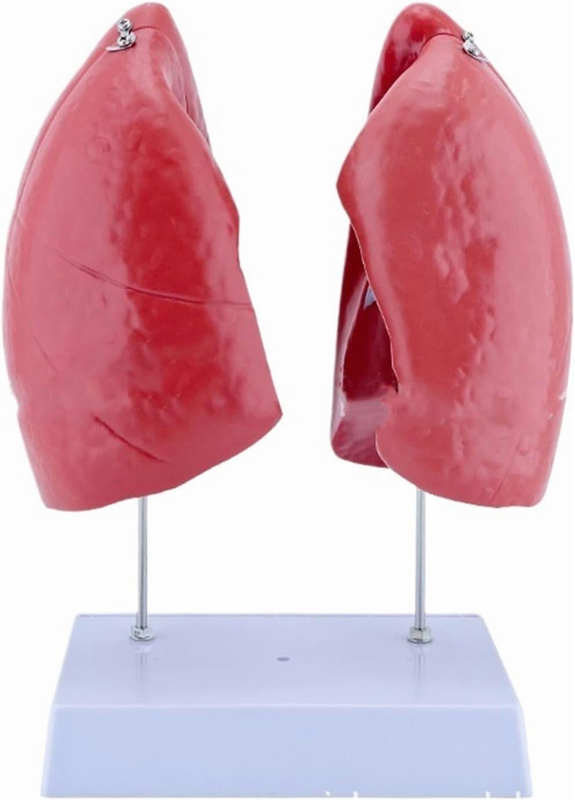Human Lung Model, Lung Anatomical Model, Human Lung Anatomical Display ...