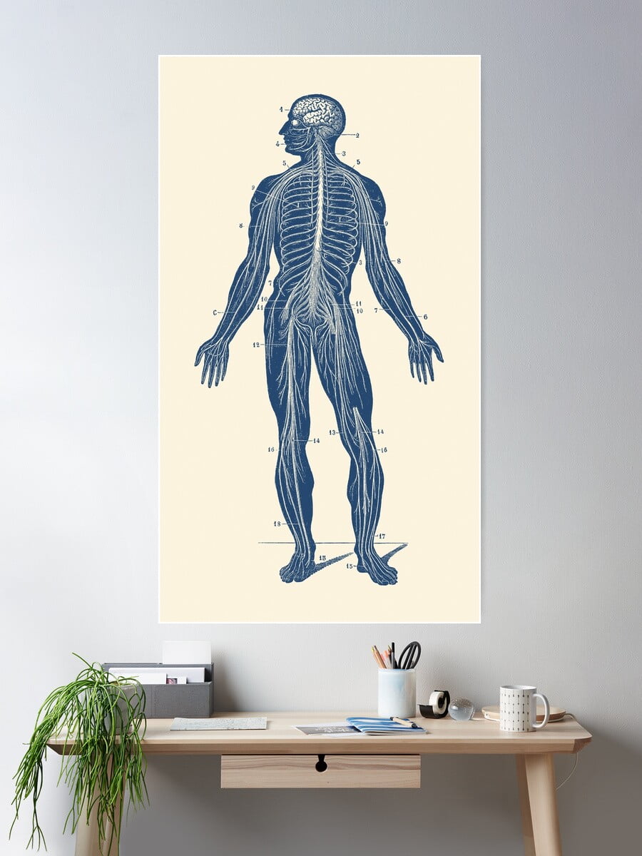 Human Lymphatic System - Vintage Anatomy Poster Wall Art, Modern Wall ...