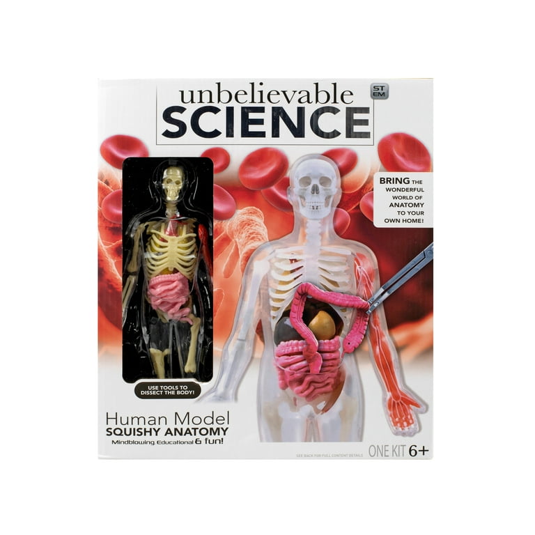 Educational Organ Model Kit Make-Your-Own Squishy Human Body Anatomy ...