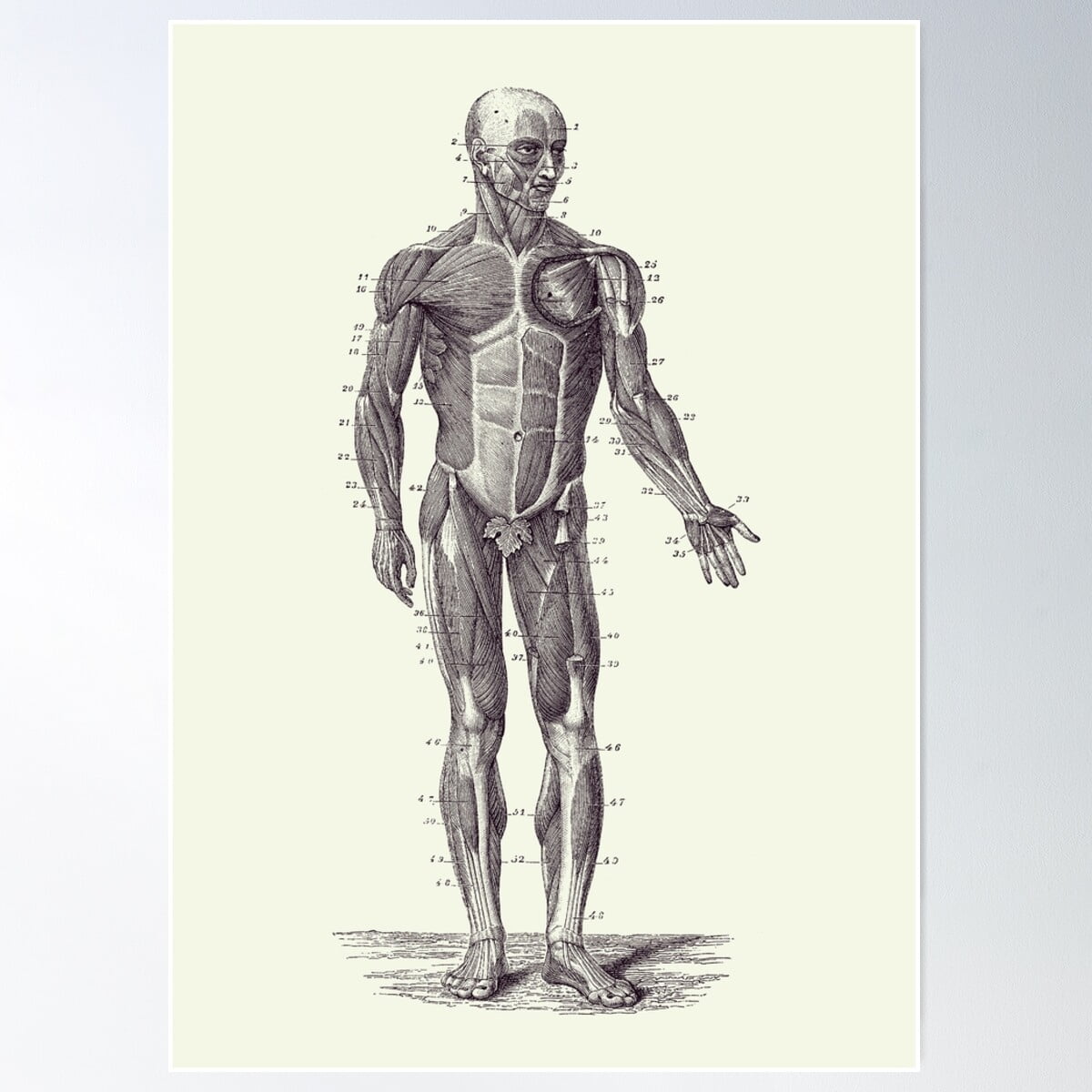 Human Muscle System - Vintage Anatomy 2 Poster Wall Art, Modern Wall ...