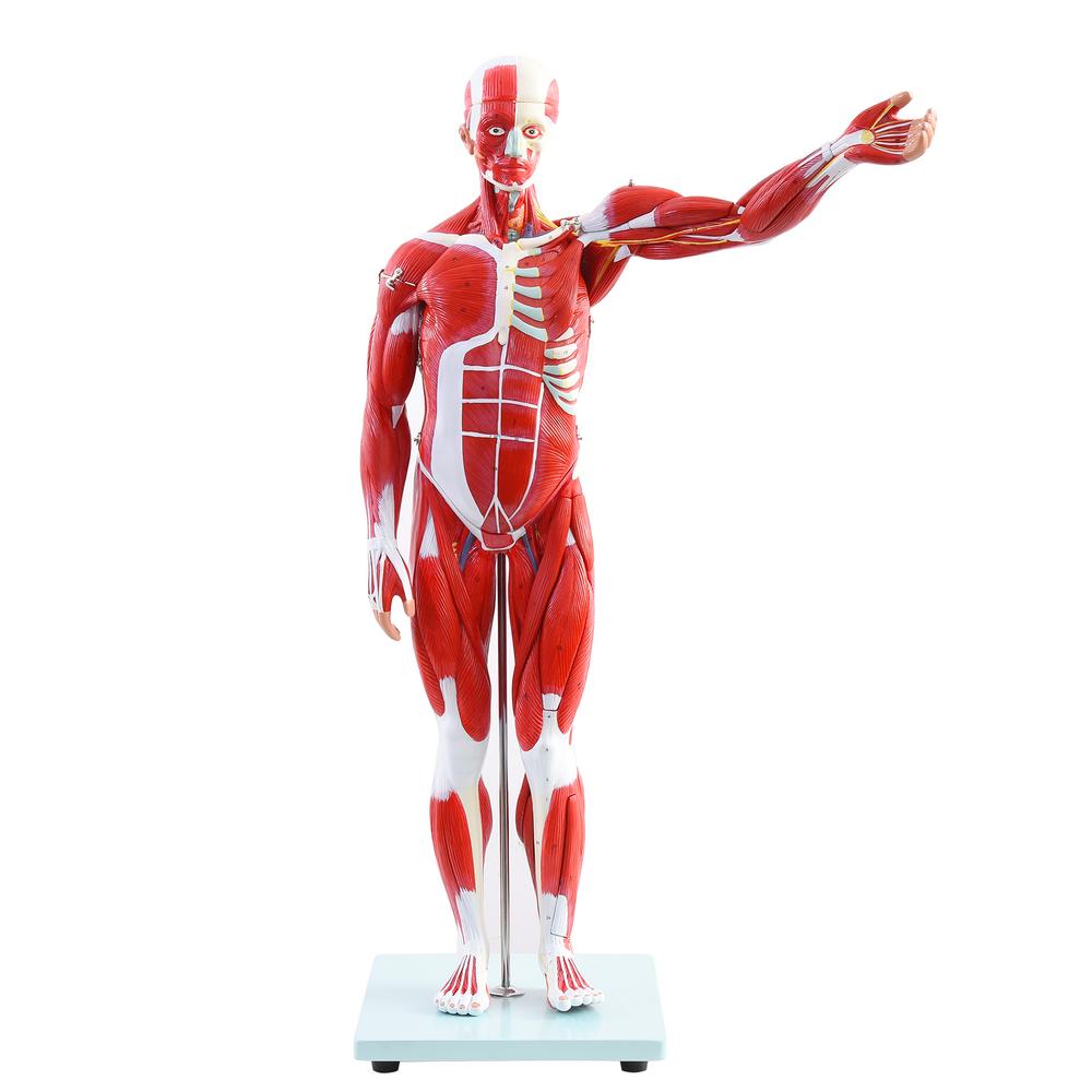 Human Muscle and Organ Model 27-Part Half Life-Size Muscle Anatomy ...