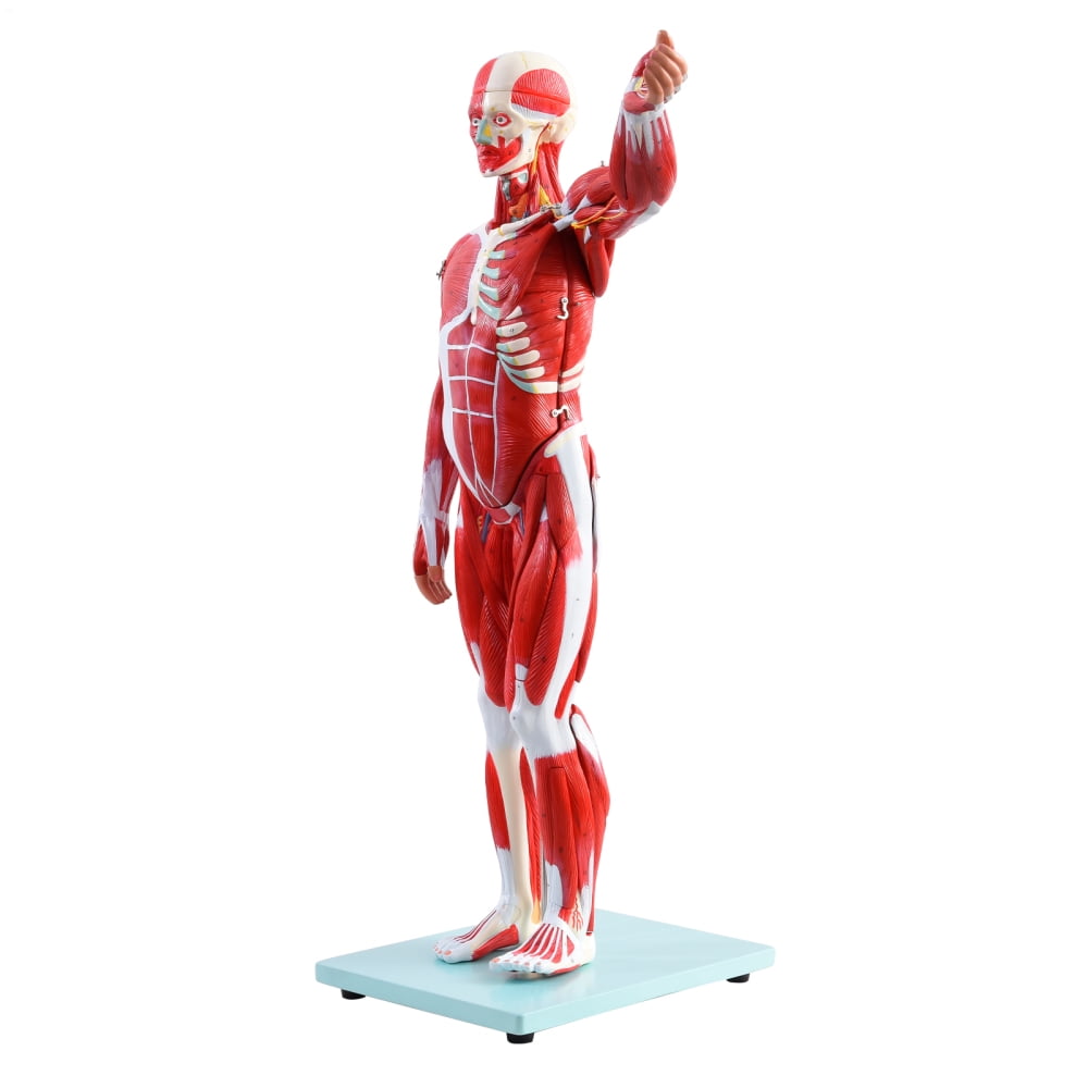 Human Muscle and Organ Model 27-Part Half Life-Size Muscle Anatomy ...