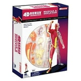 Human Muscle and Skeleton Anatomy Model - Walmart.com