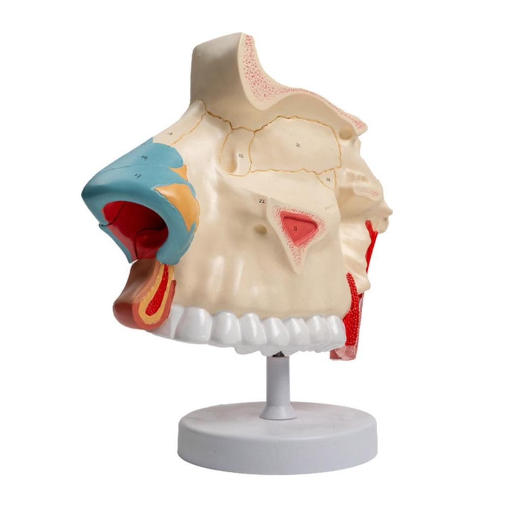 Human Nasal Cavity Anatomy Model for Diseases Study, Anatomical Nasal ...