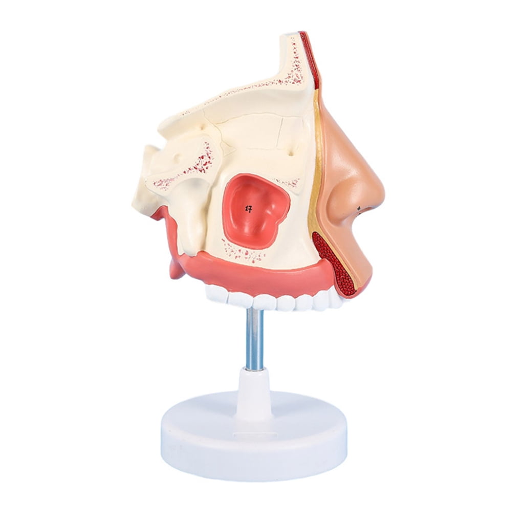 Anatomical Nasal Cavity Model Life Size Nasal Anatomy Model Model ...