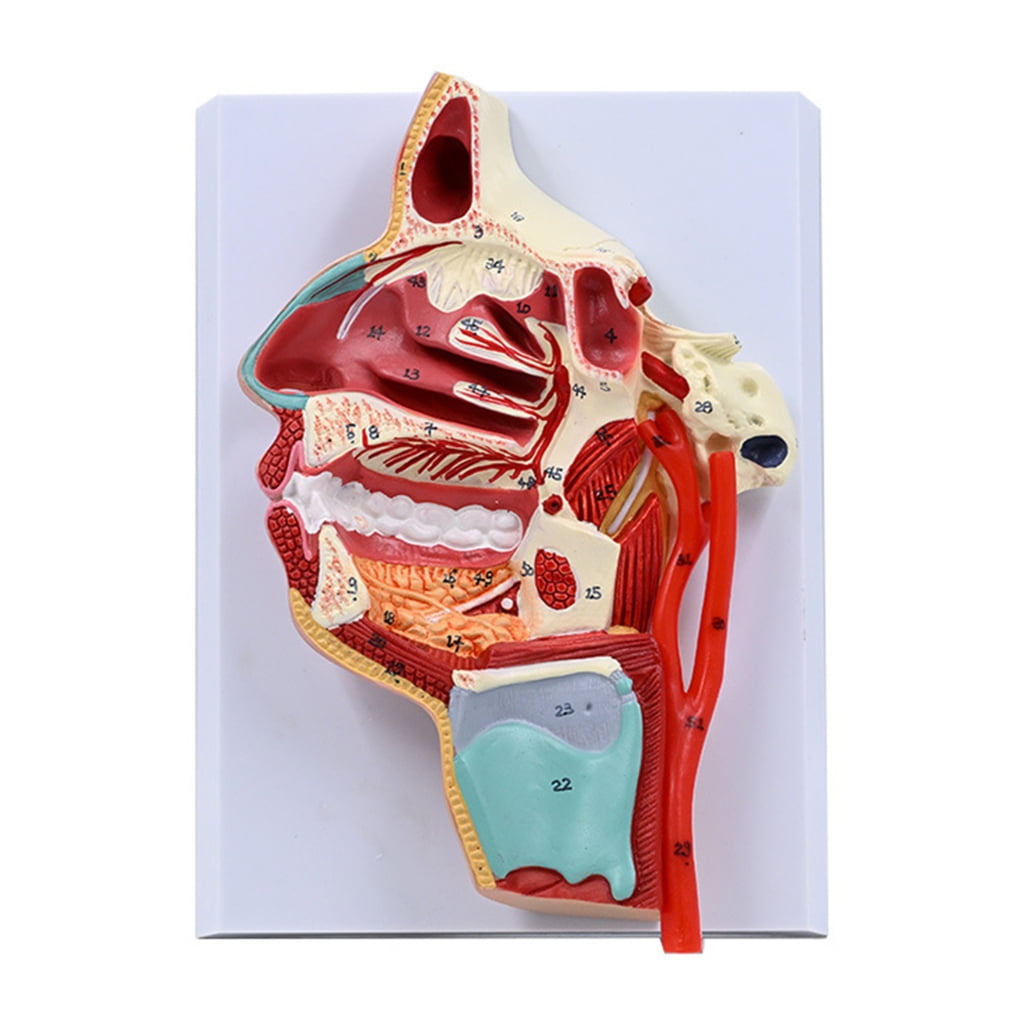 Human Nasal Cavity Model Human Orals Cavity Nose Throat Model Pharynx ...