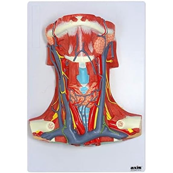 Human Neck and Throat Anatomy Model | Life-Size Anatomical Model with ...