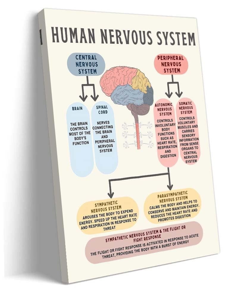 Human Nervous System Brain Poster Fight or Flight Response Therapy ...