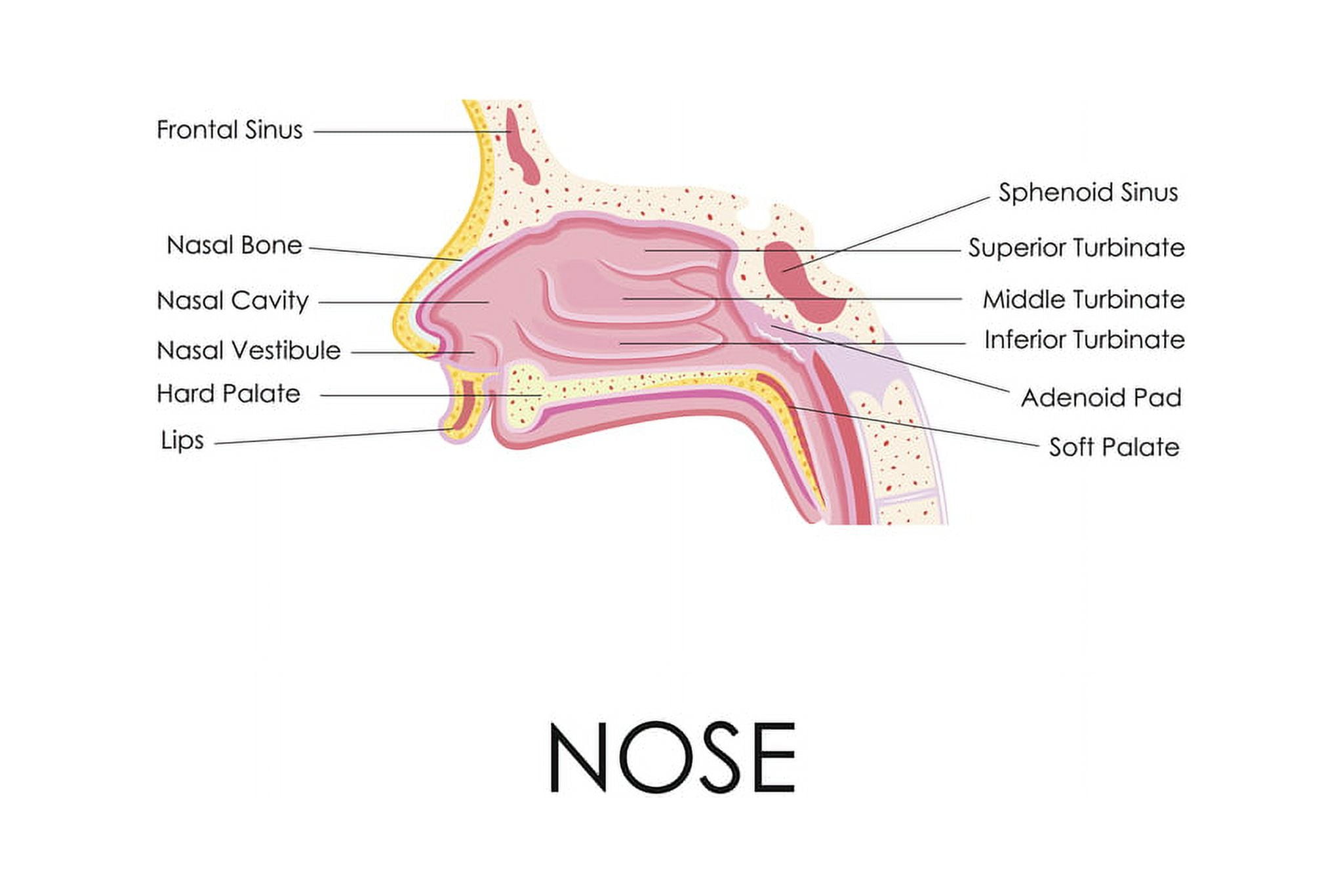 Parts Of The Human Nose