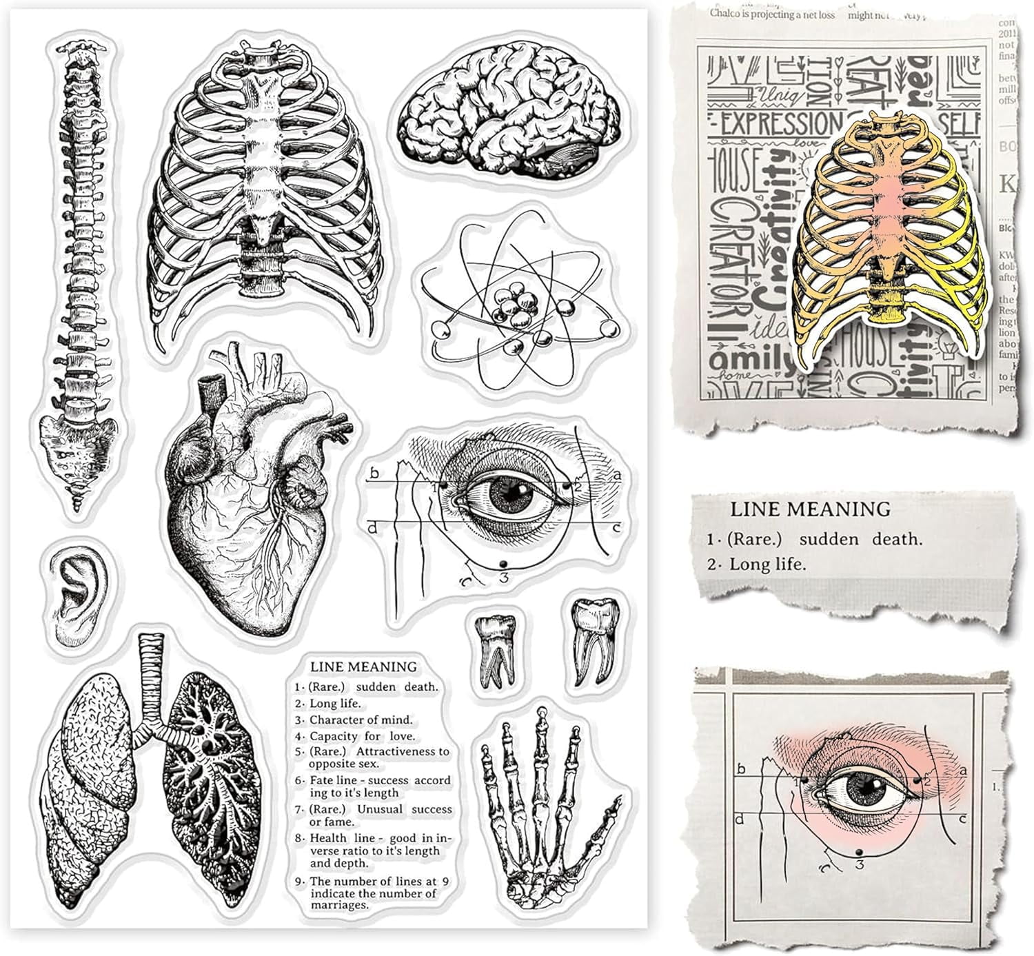 Human Organ Silicone Clear Stamps Spine Brain Silicone Stamp Heart ...