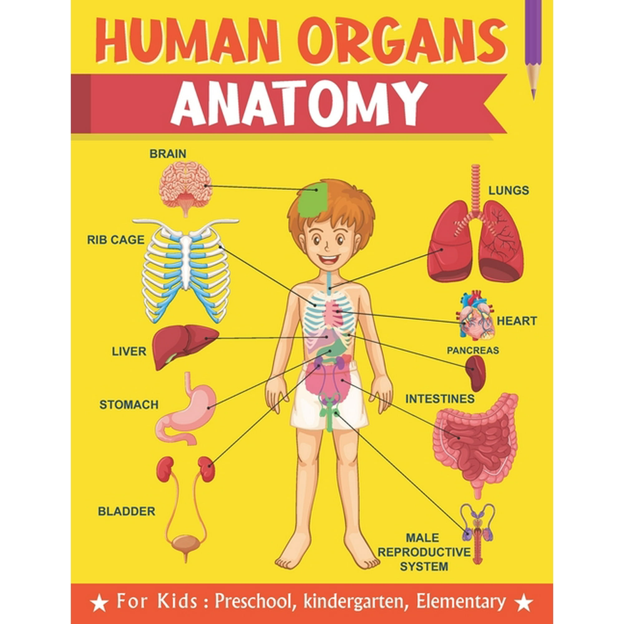 Male Body Organs Diagram