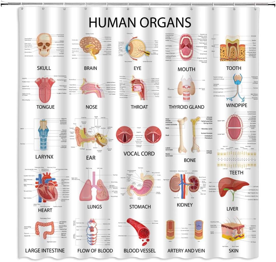 Human Organs Shower Curtain Anatomy Organ Body Complete Chart ...