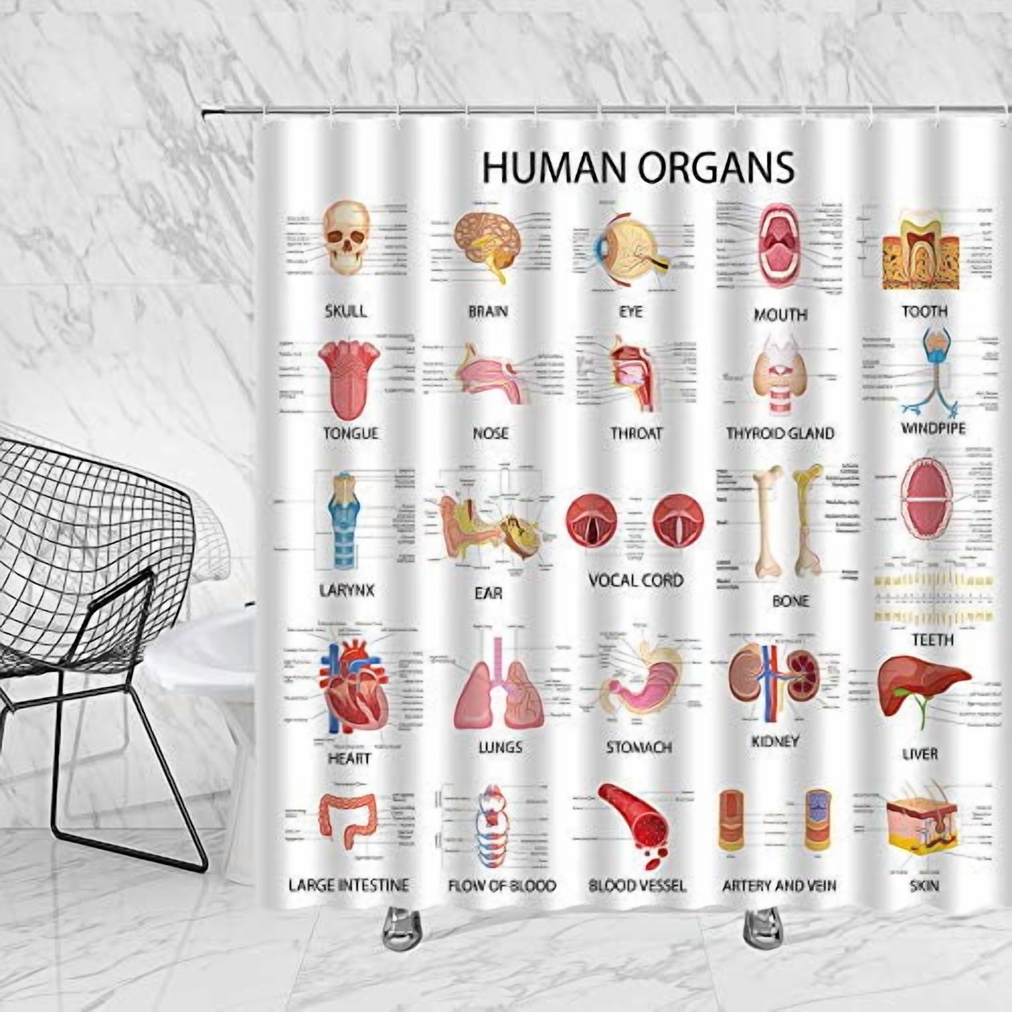 Human Organs Shower Curtain Anatomy Organ Body Complete Chart ...