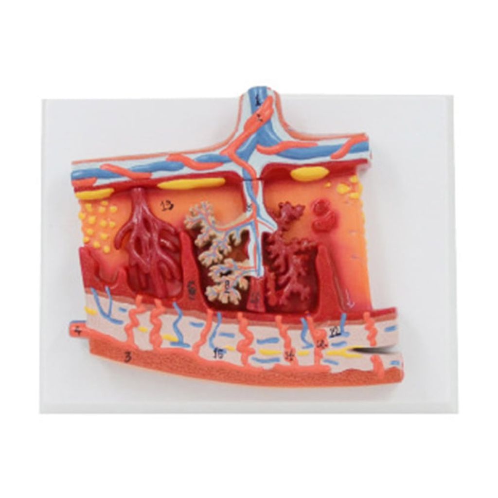 Human Placenta Anatomy Model for Diseases Study, Human Placenta Anatomy ...