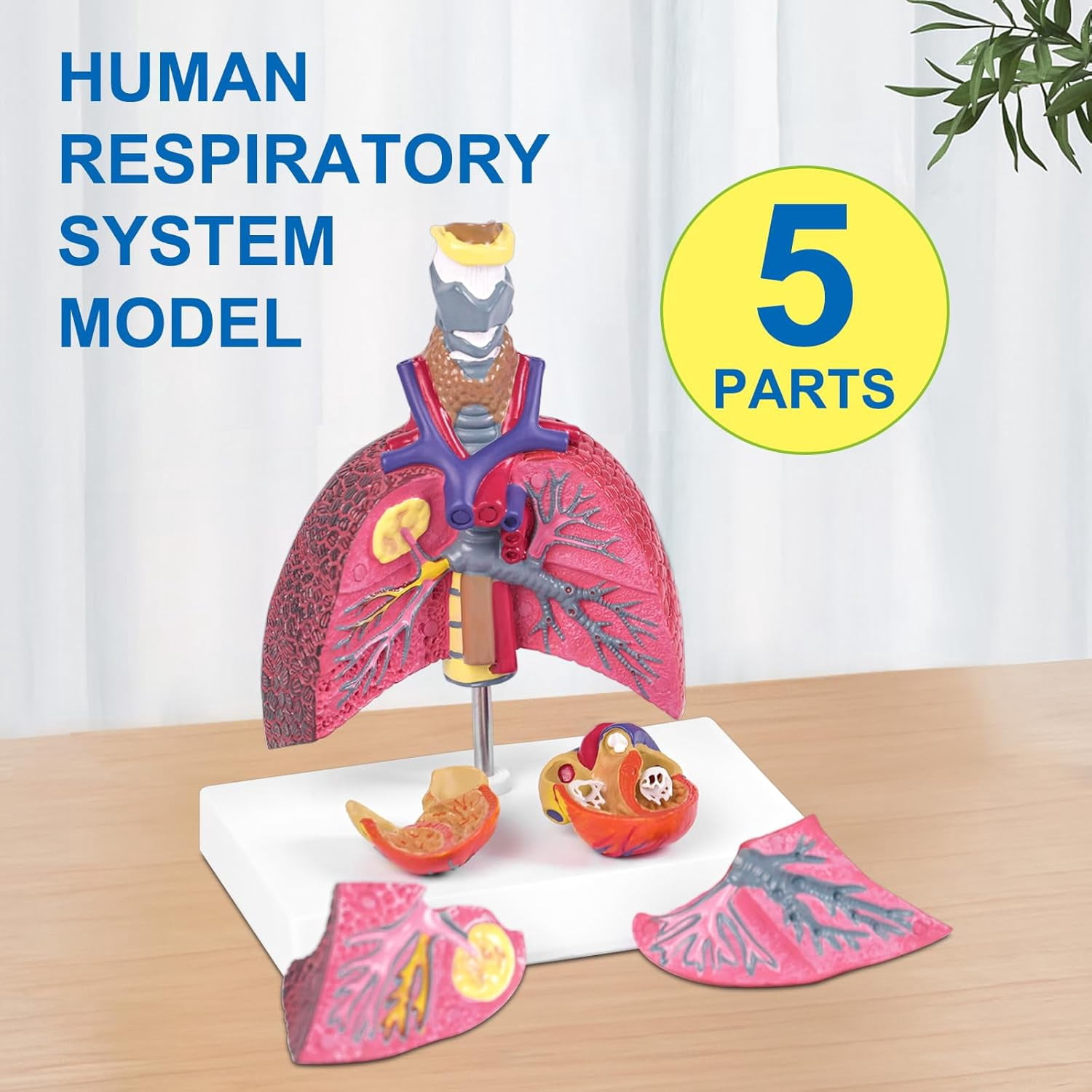 Human Respiratory System Model - Life Size 5-Part Anatomy Set with ...