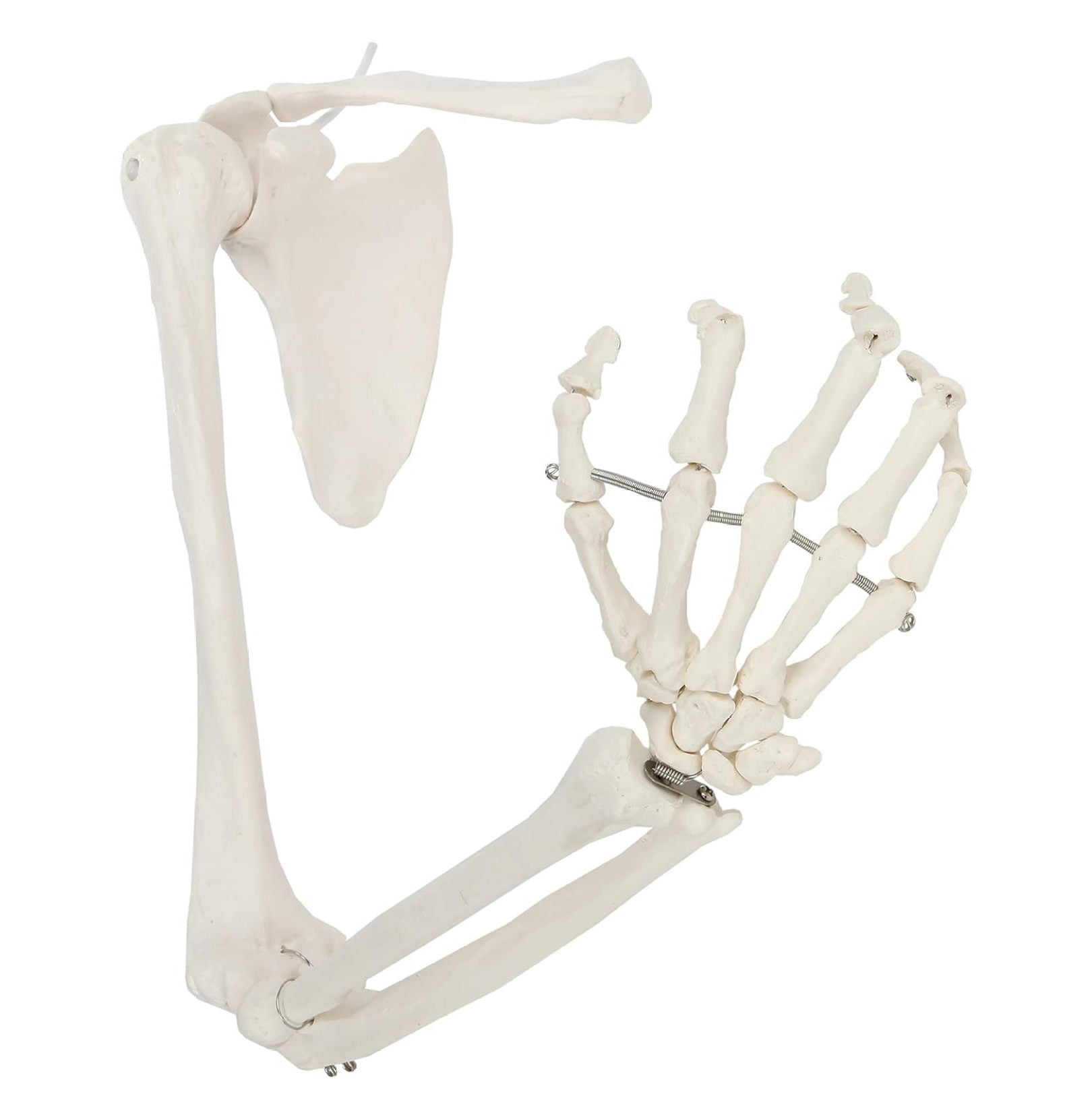 Human Right Arm Skeleton Model, Accurate Skeleton Model, Arm Model ...