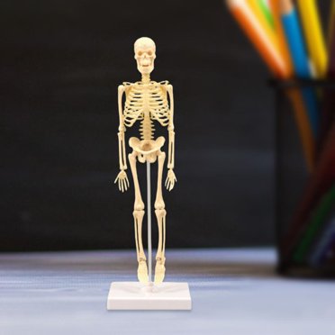 3D Human Skeleton Puzzle Model Early Learning Assembly Block for ...