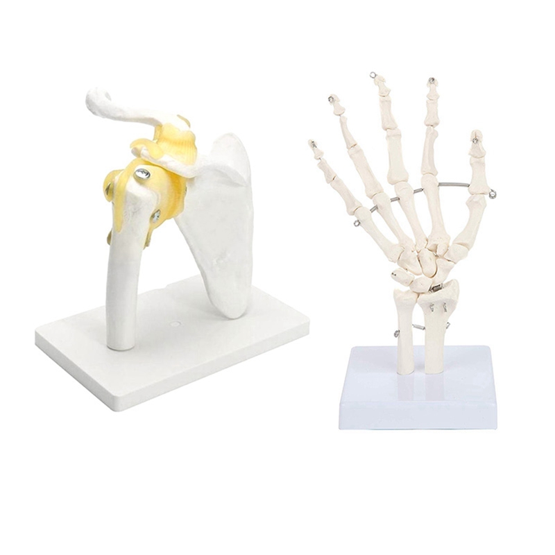 Human Shoulder Joint Model with Human Hand Joint Model Anatomical ...