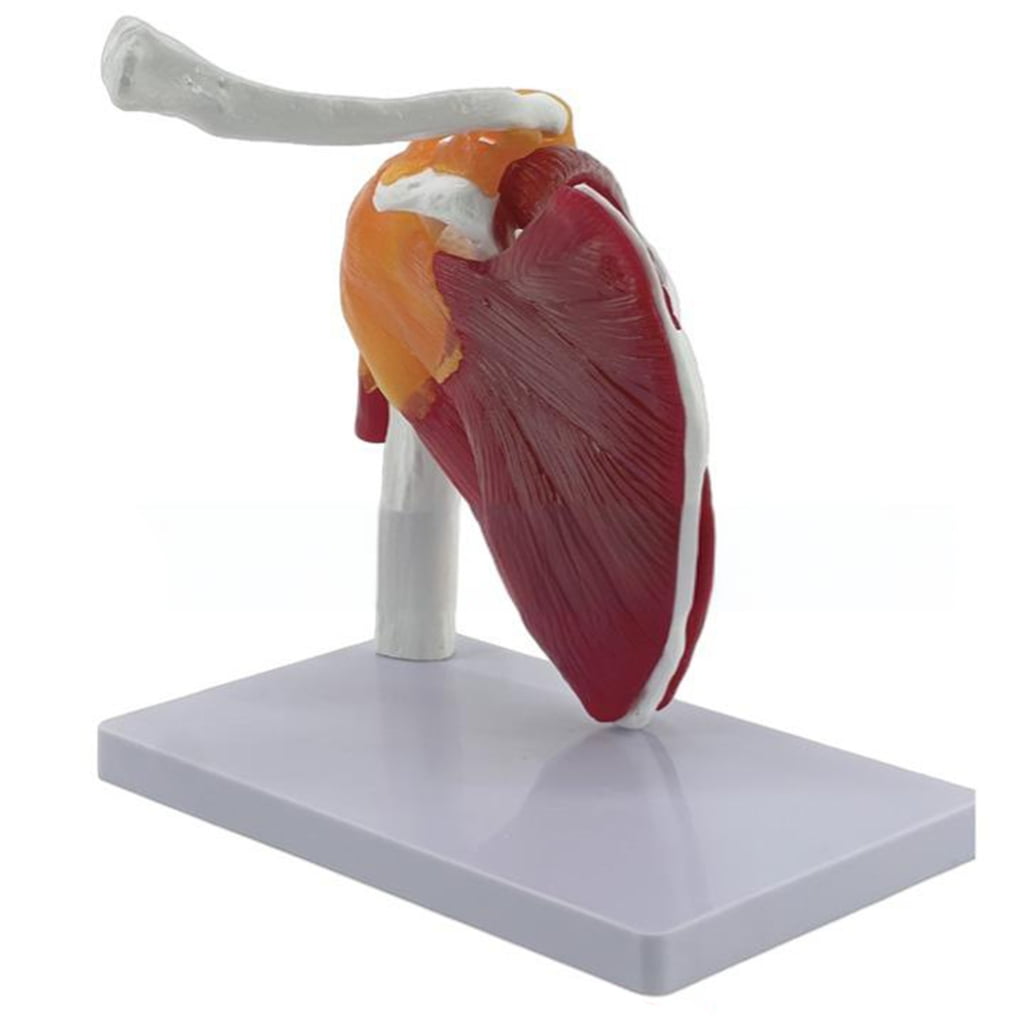 Human Shoulder with Muscle Anatomy Model Shoulder Joint Muscles Model ...