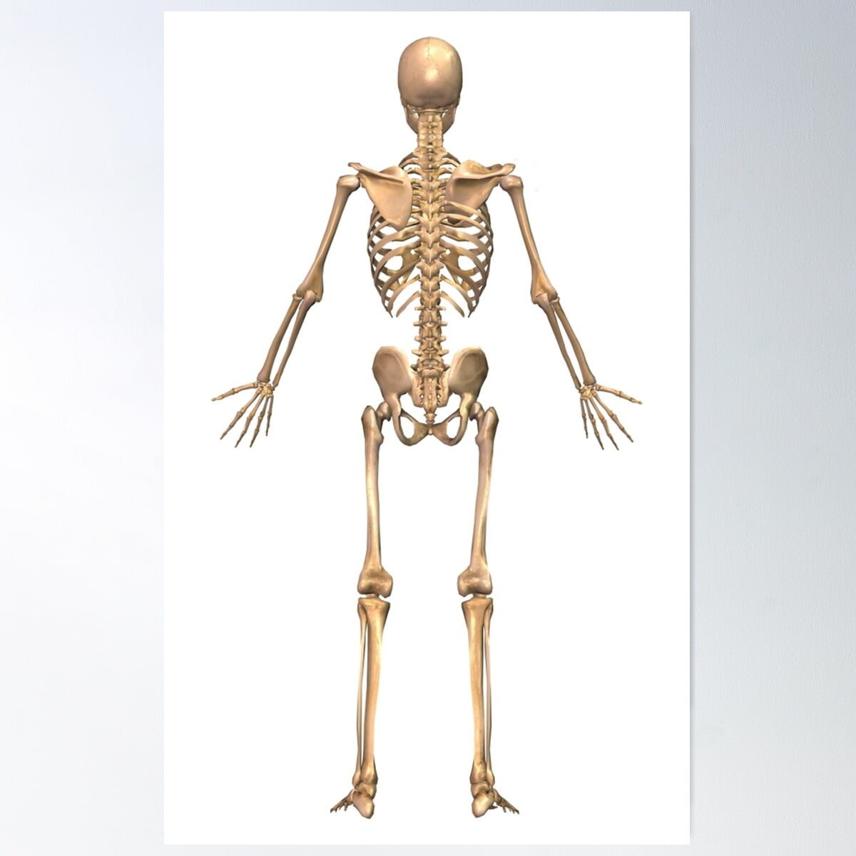 Human Skeletal System, Back View. Poster Wall Art, Modern Wall Decor ...