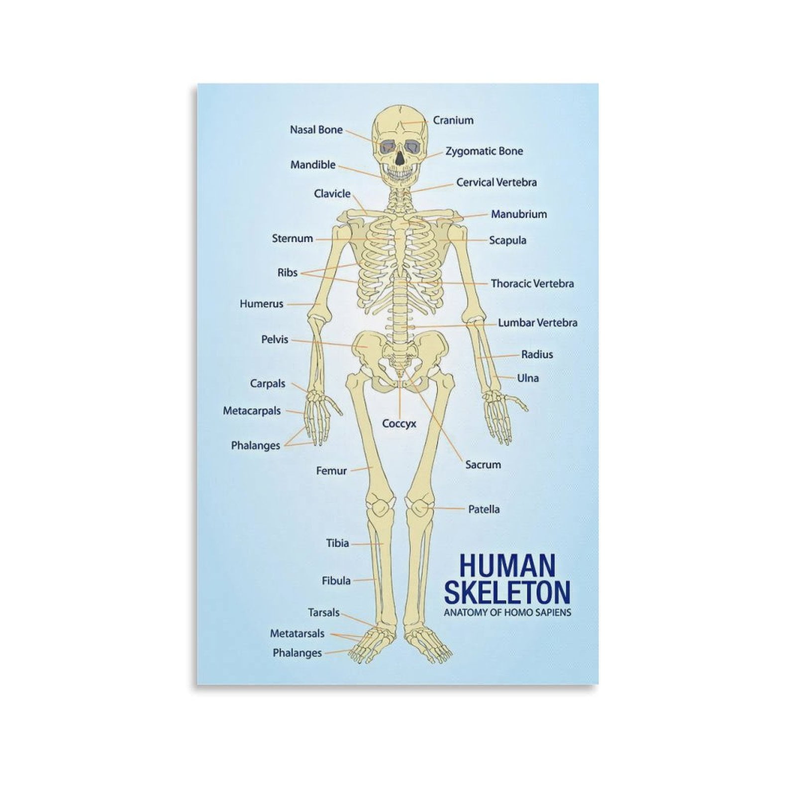 Human Skeleton Anatomy Anatomical Chart Education Posters Art Poster ...